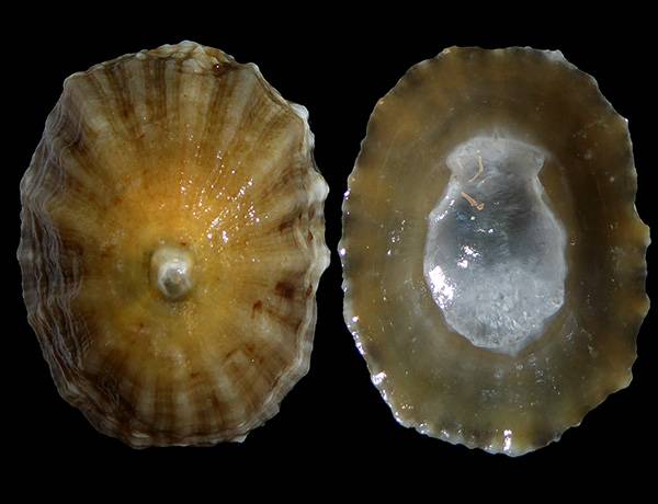 shellauction.net :: Patella vulgata - 3679084