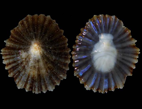 shellauction.net :: Patella ordinaria - 3679087