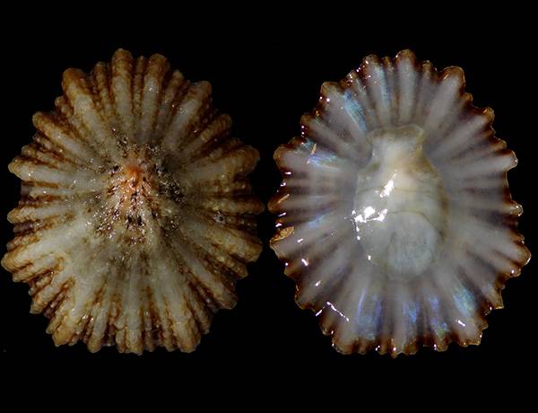 shellauction.net :: Patella ulyssiponensis - 3679089