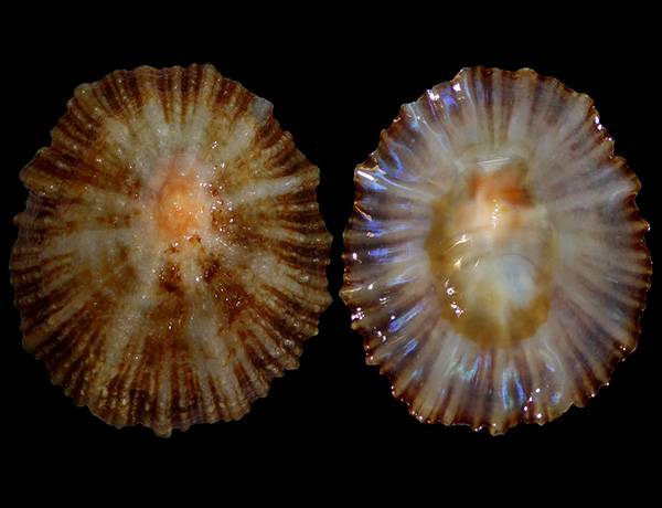 shellauction.net :: Patella ulyssiponensis - 3679090