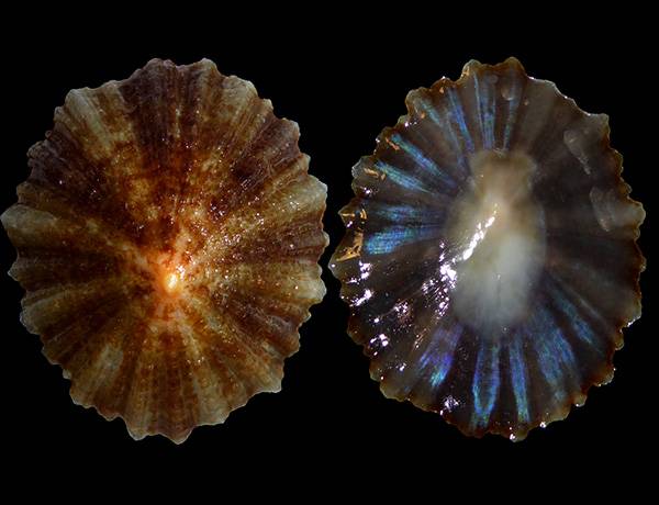 shellauction.net :: Patella tenuis crenata - 3679092