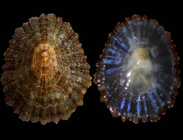 shellauction.net :: Patella tenuis crenata - 3679093