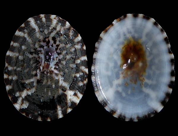 shellauction.net :: Lottia filosa - 3679102