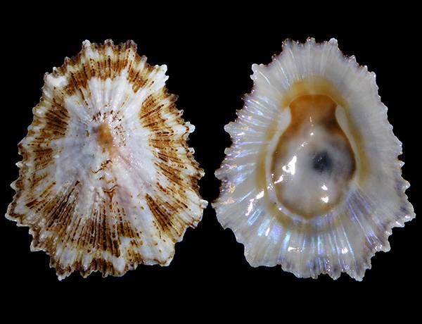 shellauction.net :: Patella ulyssiponensis aspera - 3679106