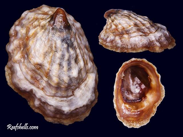 shellauction.net :: Kerguelenella lateralis - 3679241