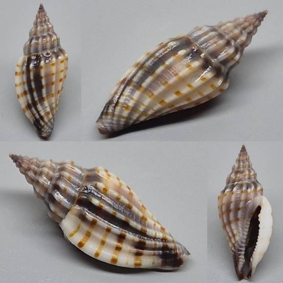 shellauction.net :: Eucithara funiculata - 3679335