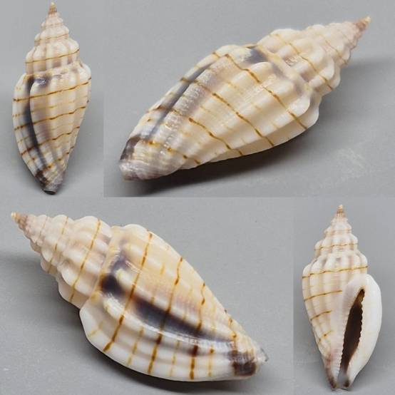 shellauction.net :: Eucithara funiculata - 3679337