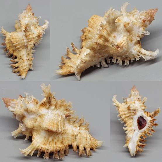 shellauction.net :: Chicoreus sp. - 3679350