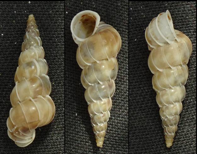 shellauction.net :: Epitonium sp. - 3679375