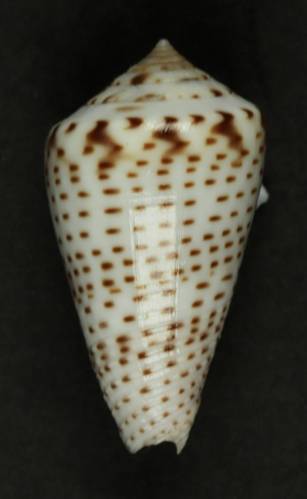 shellauction.net :: Conus perplexus - 3679429