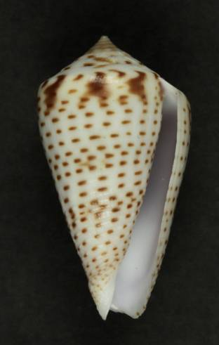 shellauction.net :: Conus perplexus - 3679429