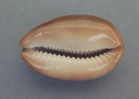 shellauction.net :: Lyncina ventriculus - 3679432