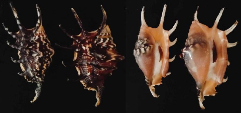 shellauction.net :: Lambis lambis - 3679466