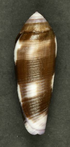 shellauction.net :: Conus violaceus - 3679488