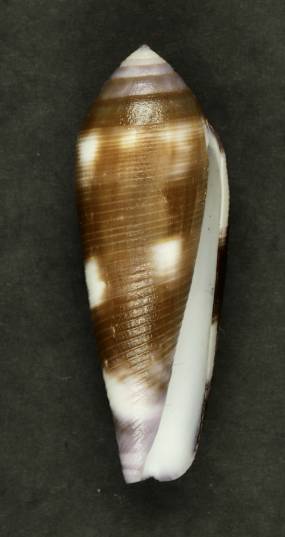 shellauction.net :: Conus violaceus - 3679488
