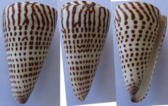 shellauction.net :: Conus litteratus - 3679490