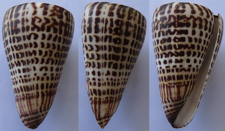 shellauction.net :: Conus litteratus - 3679492