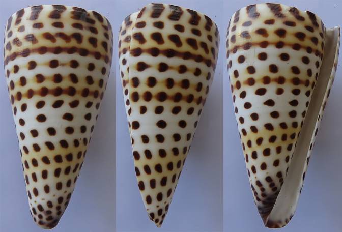 shellauction.net :: Conus litteratus - 3679494