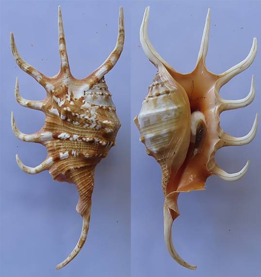 shellauction.net :: Lambis crocata - 3679512