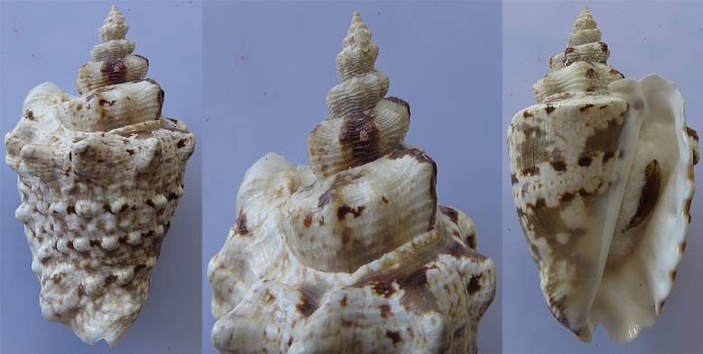 shellauction.net :: Lentigo lentiginosus - 3679521