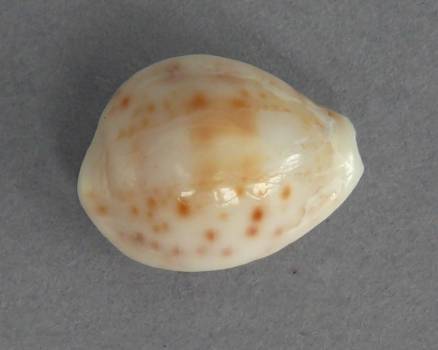 shellauction.net :: Ovatipsa rashleighana - 3679533