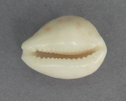 shellauction.net :: Ovatipsa rashleighana - 3679533