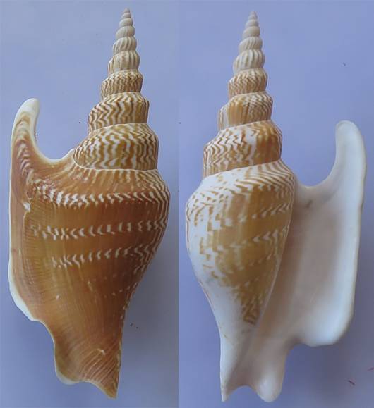 shellauction.net :: Mirabilistrombus listeri - 3679547