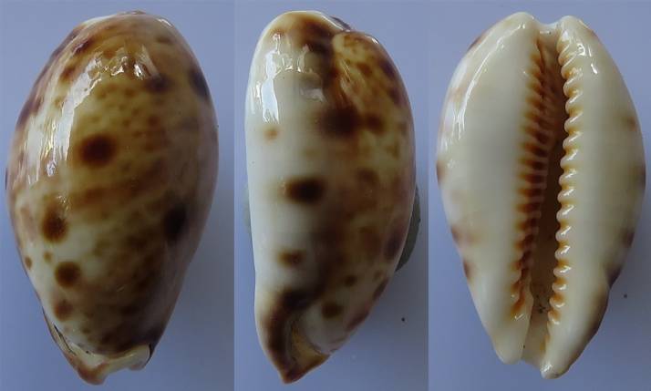 shellauction.net :: Lyncina lynx - 3679550