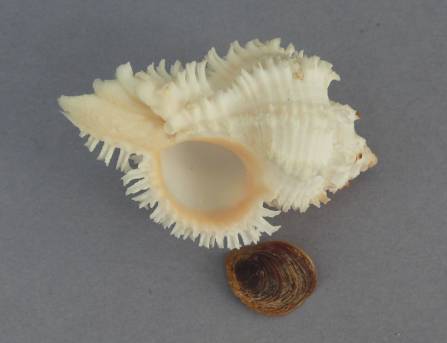 shellauction.net :: Hexaplex stainforthi - 3679580