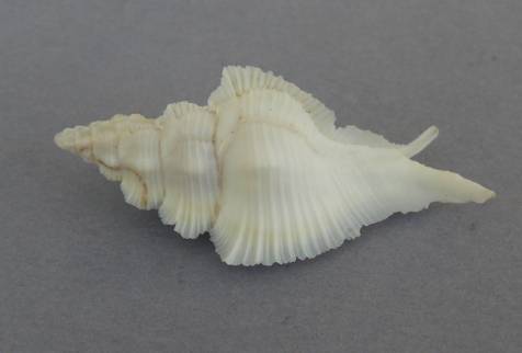 shellauction.net :: Pterynotus alatus - 3679581
