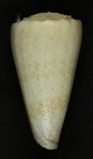 shellauction.net :: Conus imperialis queketti - 3679603