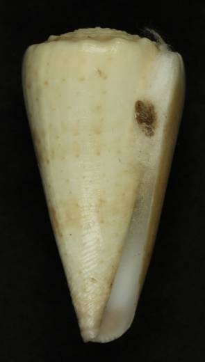 shellauction.net :: Conus imperialis queketti - 3679603