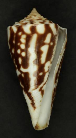 shellauction.net :: Conus recurvus - 3679699