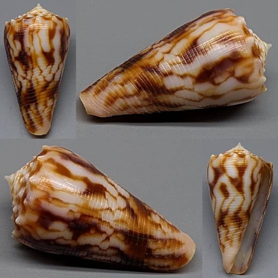 shellauction.net :: Conus moluccensis - 3679751