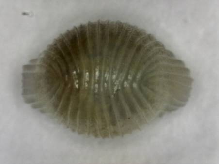 shellauction.net :: Trivellona species - 3679761