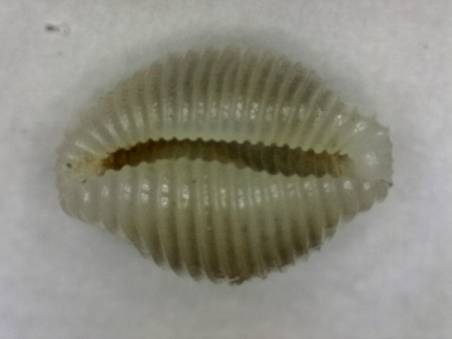 shellauction.net :: Trivellona species - 3679761