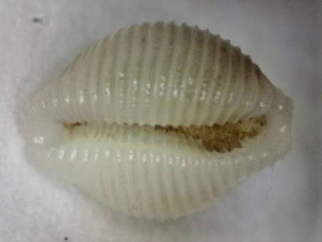 shellauction.net :: Trivellona species - 3679765