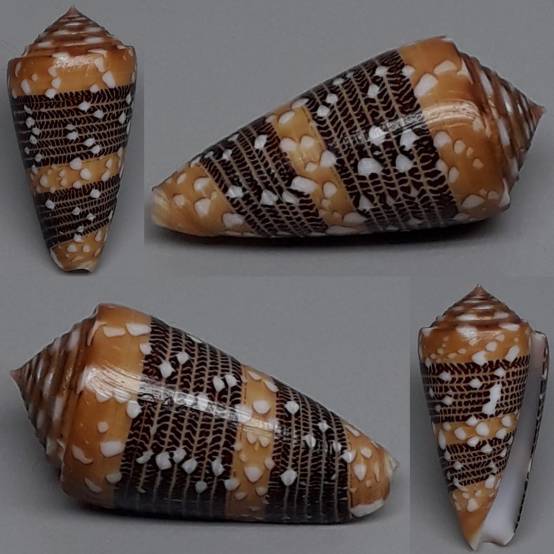 shellauction.net :: Conus nobilis victor - 3679796