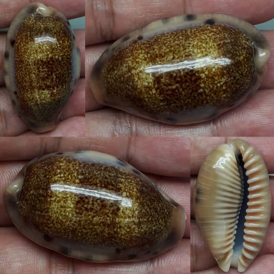 shellauction.net :: Erronea caurica - 3679808