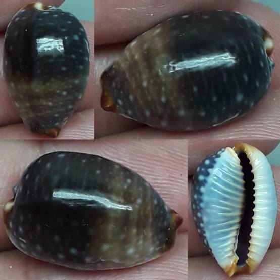 shellauction.net :: Staphylaea limacina - 3679810