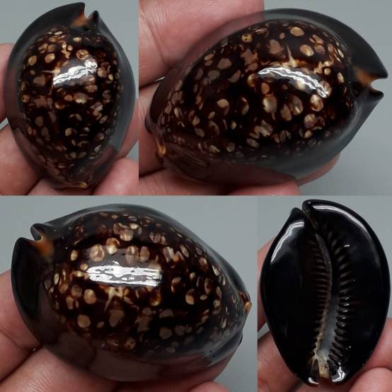 shellauction.net :: Mauritia mauritiana - 3679811