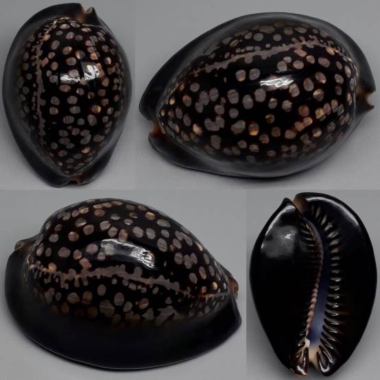 shellauction.net :: Mauritia mauritiana - 3679813