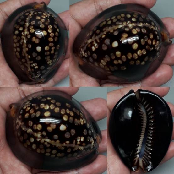 shellauction.net :: Mauritia mauritiana - 3679817