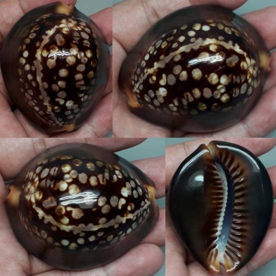 shellauction.net :: Mauritia mauritiana - 3679819