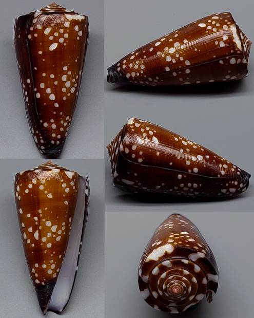 shellauction.net :: Conus (Eugeniconus) gisellelieae or sp. - 3679848