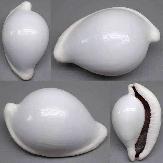 shellauction.net :: Ovula ovum - 3679946