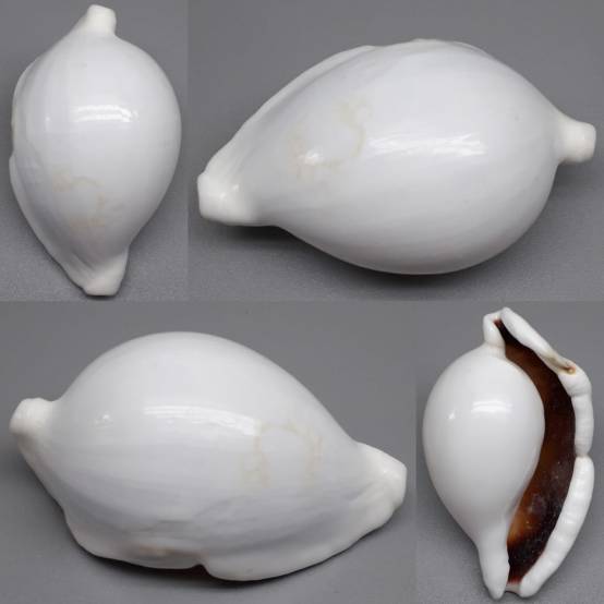 shellauction.net :: Ovula ovum - 3679948