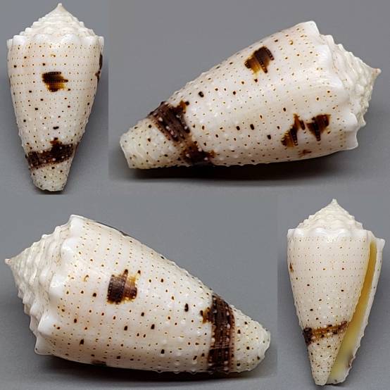 shellauction.net :: Conus varius - 3679977