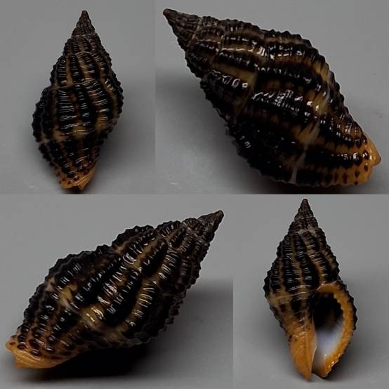 shellauction.net :: Pollia fumosa - 3680286