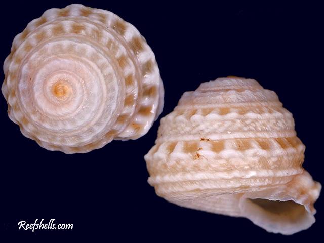 shellauction.net :: Coronaria tiarella - 3680331